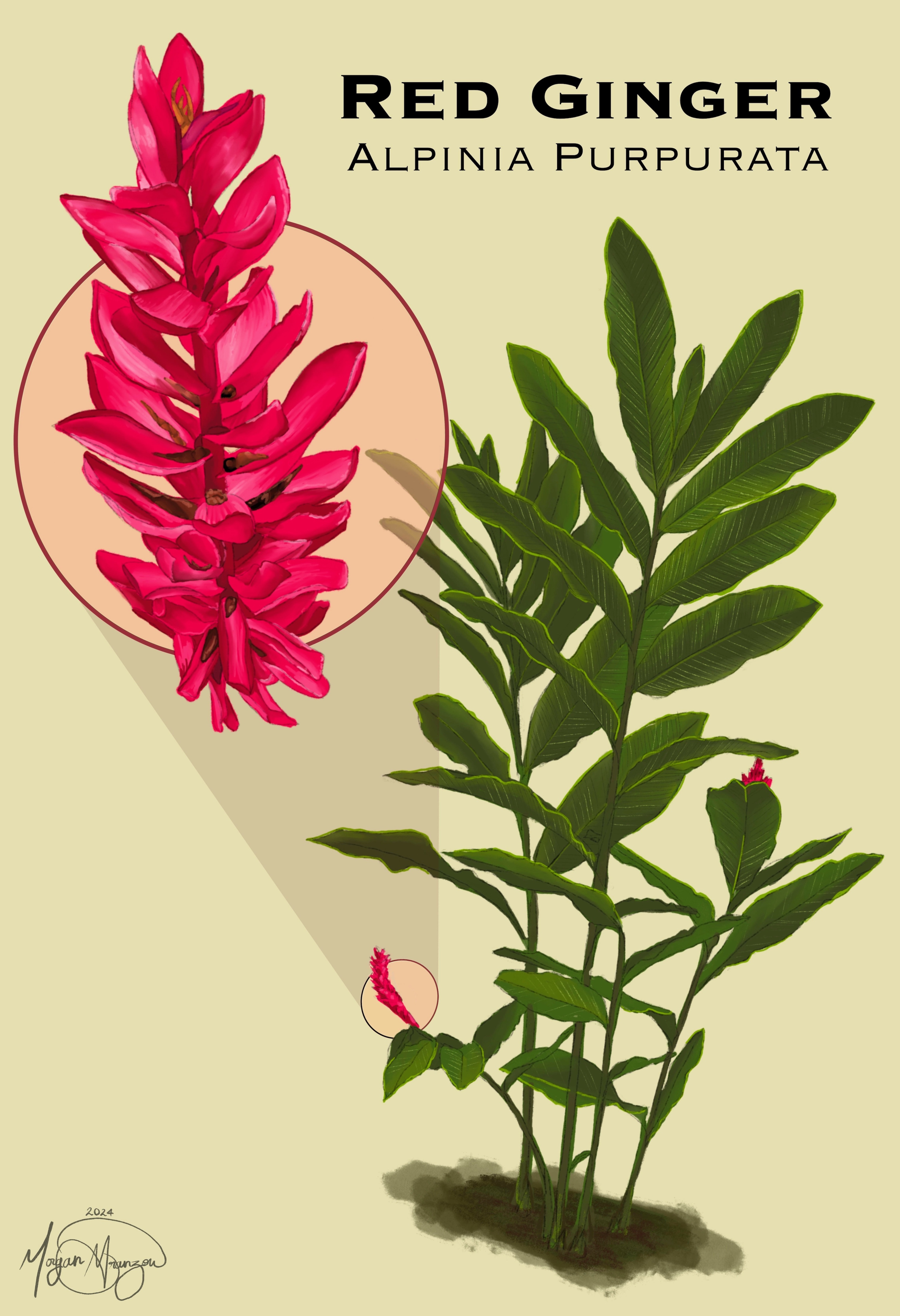 Morgan s Red Ginger plant | U-M Stamps