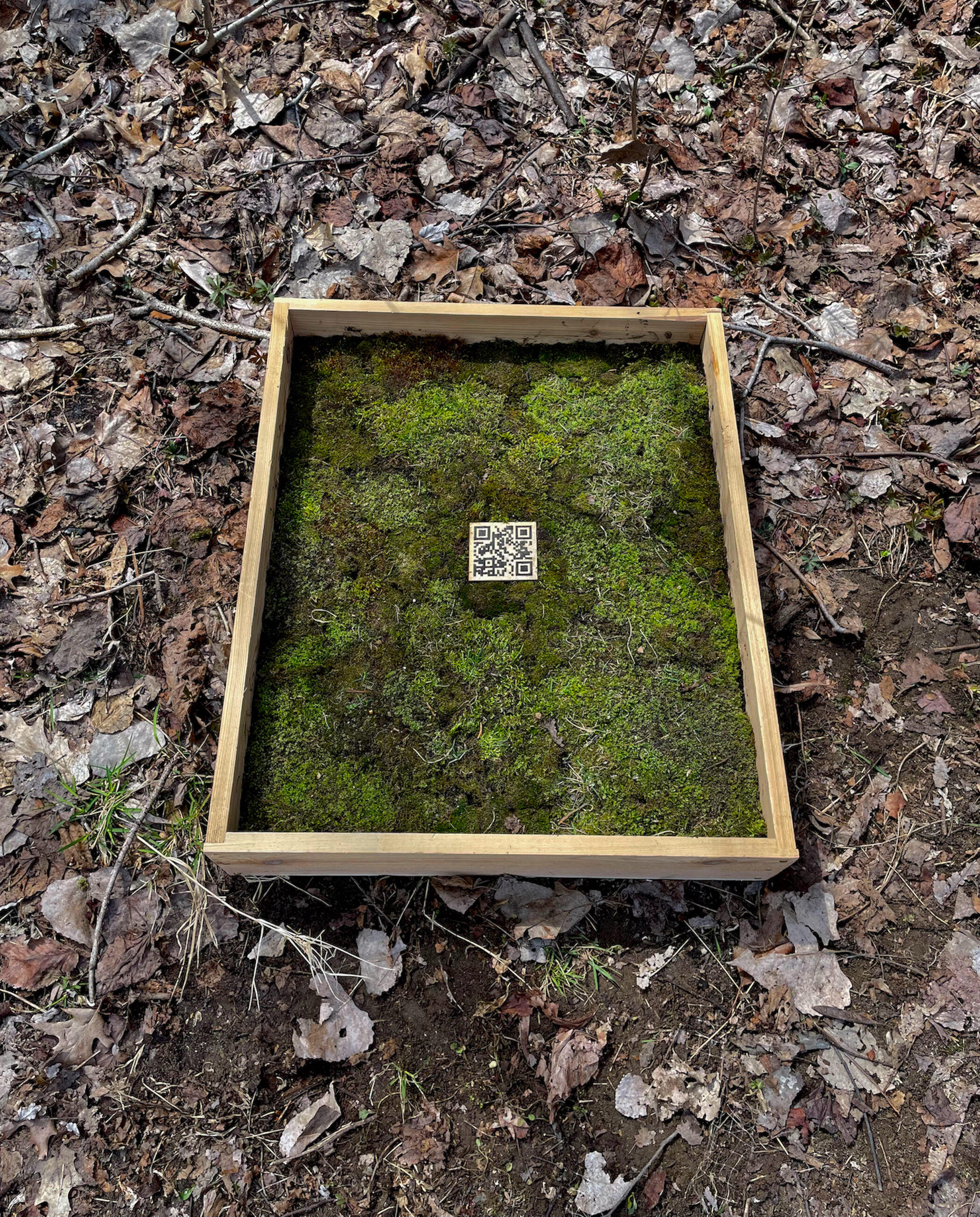 Celeste Demps - Simons: Moss | U-M Stamps