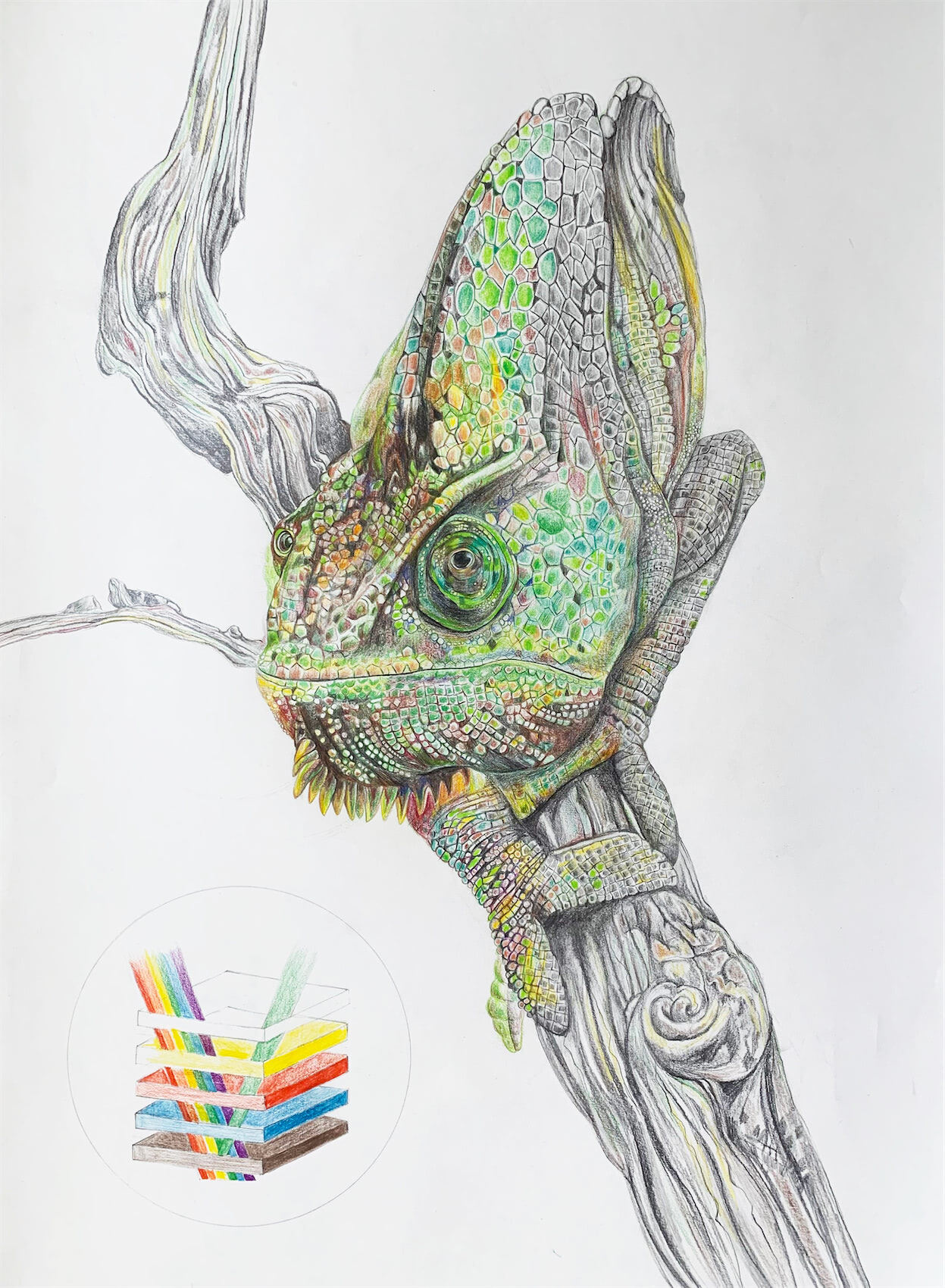 Claire Furio: The Color-Changing Abilities of Chameleons | U-M Stamps